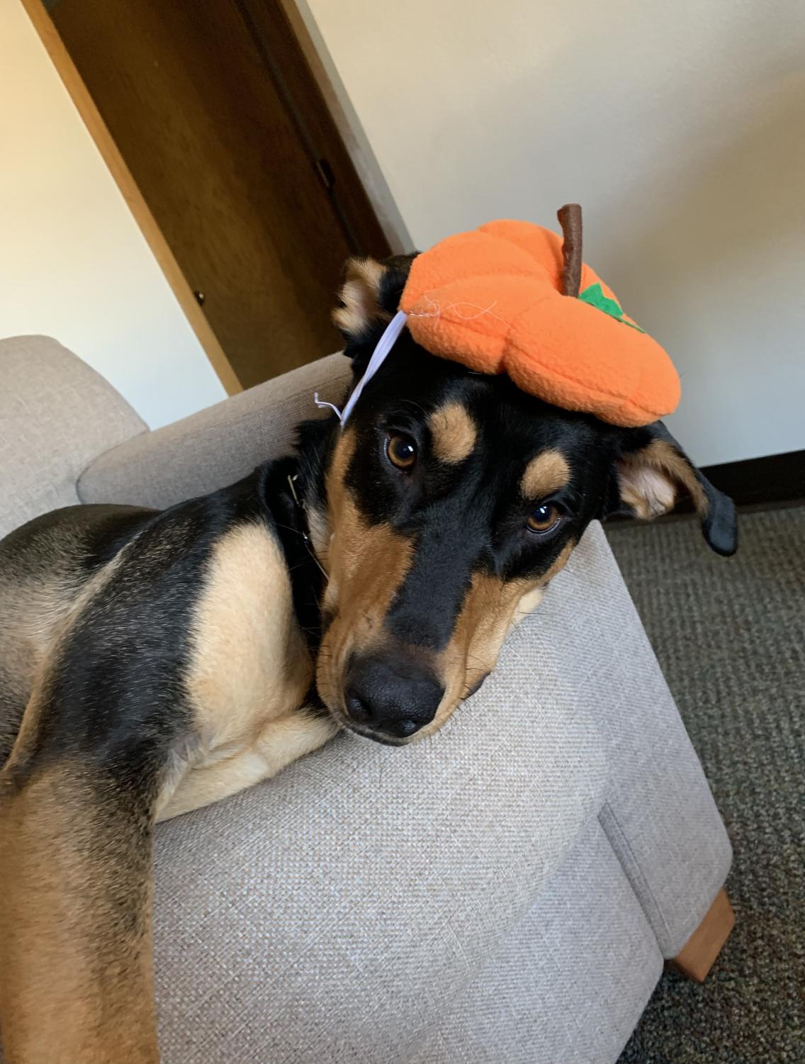 Emotional Support Animals: Viterbo’s most adorable therapists – Lumen